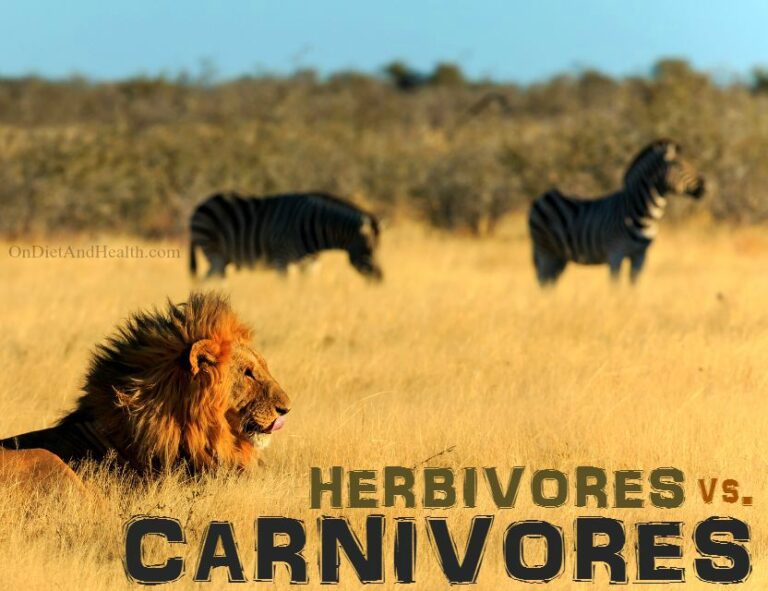 Herbivores vs Carnivores
