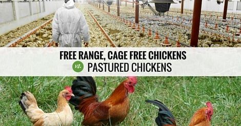 Free Range Chicken Packaging
